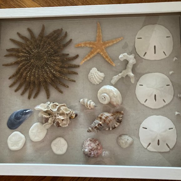 SEA SHELL SHADOW BOX | Wall Decor | Sea Shell Shadow Box | Poshmark